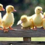 Daily ducklings: what looks, care and content, temperature in Brueder 3045_8