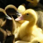နေ့စဉ် Ducklings: BruDer အတွက်ဘာအသွင်အပြင်, စောင့်ရှောက်မှုနှင့်အကြောင်းအရာ, အပူချိန် 3045_9