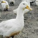 Duck Star-53: Opis rasowy, uprawa i karmienie w domu 3064_11