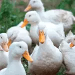 Star-53 duck: Breed description, cultivation and feeding at home 3064_3