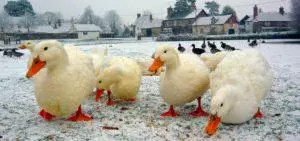 Paglalarawan at katangian ng Eilsbury breed ducks, mga panuntunan sa pag-aanak