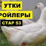 Star-53鴨：在家中的品種描述，培養和餵養 3064_7