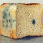 È possibile nutrire le anatre del pane: ciò che è permesso e come non può essere dato 3073_6