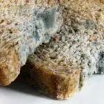 Är det möjligt att mata brödets ankor: Vad är tillåtet, och hur kan det inte ges 3073_8