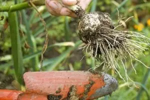 Quand avez-vous besoin de creuser l'ail dans la région Samara, Volgograd et Ulyanovsk et Saratov?