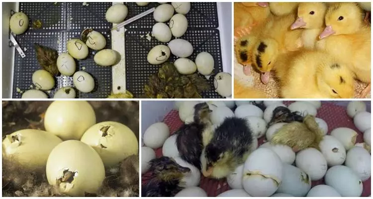 Eieren en extouts