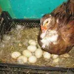Bontazd, amikor a tojások elkezdenek szállítani: életkor és hány darab naponta és év otthon 3081_2