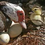 Bontazd, amikor a tojások elkezdenek szállítani: életkor és hány darab naponta és év otthon 3081_7