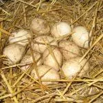 Indoor als eieren beginnen te dragen: leeftijd en hoeveel stukken per dag en jaar thuis 3081_8