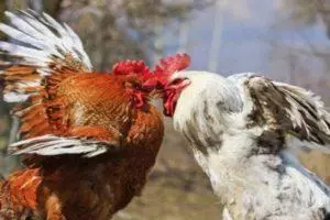 Co dělat, když se kuřata páčí před krví, příčinami a léčbou kanibalismu