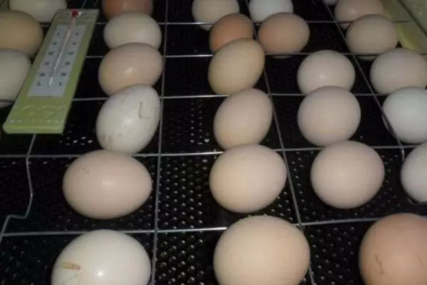 Jajca so položena
