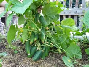 Groeie, skaaimerken en beskriuwing fan 'e fariëteiten fan in buske komkommer foar iepen grûn