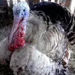 Pyrin Turkey Feed: Arten von Produkten und Fütterungsraten, wie man es selbst macht 308_3