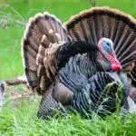 Pryan turkey Feed feed: Nau'in samfurori da farashin ciyarwa, yadda ake sa kanka 308_4