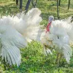 Pyrin Turkey Feed: Arten von Produkten und Fütterungsraten, wie man es selbst macht 308_5