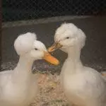 Duck med en Khokholkom: Topp 5 raser og deres beskrivelse, fordeler og ulemper, kosthold og avl 3090_10