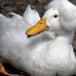 Duck med en Khokholkom: Topp 5 raser og deres beskrivelse, fordeler og ulemper, kosthold og avl 3090_11