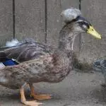 Duck cu un Khokholkom: primele 5 rase și descrierea, argumentele pro și contra, dieta și reproducerea 3090_12