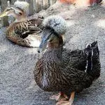 Duck nge-KhoKholkom: izinhlobo ezi-5 eziphezulu nencazelo yazo, izinzuzo nokuzidla, ukudla nokuzalanisa 3090_14