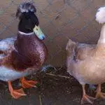 Duck med en Khokholkom: Topp 5 raser og deres beskrivelse, fordeler og ulemper, kosthold og avl 3090_18