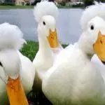 Duck nge-KhoKholkom: izinhlobo ezi-5 eziphezulu nencazelo yazo, izinzuzo nokuzidla, ukudla nokuzalanisa 3090_2