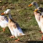 Ente mit einem Khokholkom: Top 5 Rassen und ihre Beschreibung, Vor-, Vor- und Nachteile, Ernährung und Zucht 3090_20