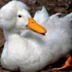 Duck med en Khokholkom: Top 5 racer og deres beskrivelse, fordele og ulemper, kost og avl 3090_3