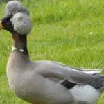Duck med en Khokholkom: Topp 5 raser og deres beskrivelse, fordeler og ulemper, kosthold og avl 3090_6