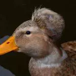 鸭子用khokholkom：五大品种和他们的描述，利弊，饮食和繁殖 3090_8