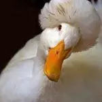 鸭子用khokholkom：五大品种和他们的描述，利弊，饮食和繁殖 3090_9