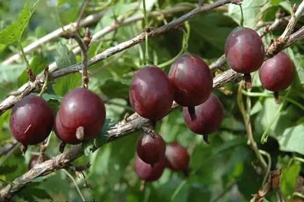Цариградско грозде Олавви.