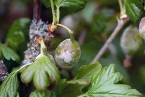 Причините за болести и вредители на цариградско грозде, лечение и борба срещу тях
