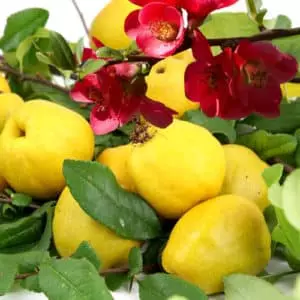 Penerangan mengenai jenis quince, pendaratan, penanaman dan penjagaan Jepun di tanah terbuka