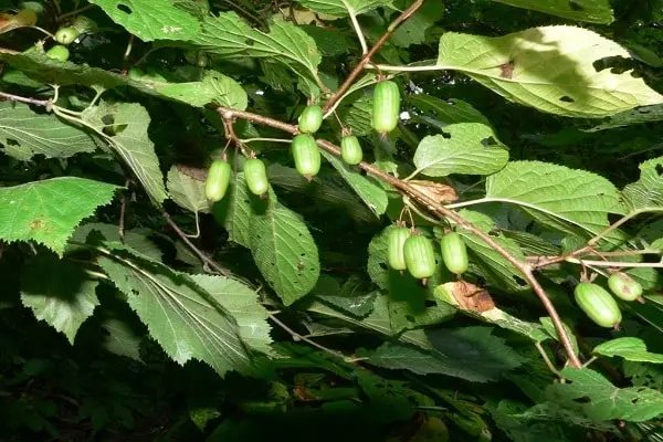 Kiwi fruttificazione