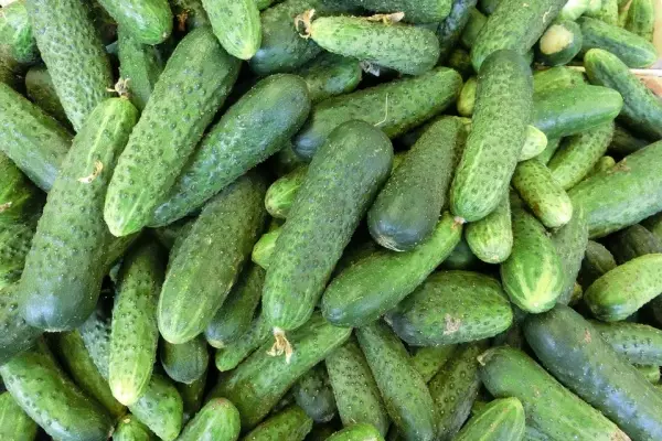 Cucumber claudia.