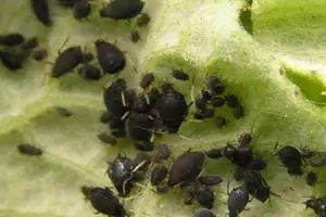 Hvordan håndtere bladlus på agurker av folkemessige rettsmidler