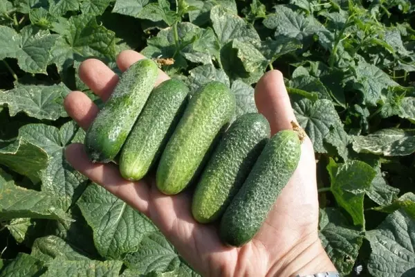 Casual cucumbers sa kamay