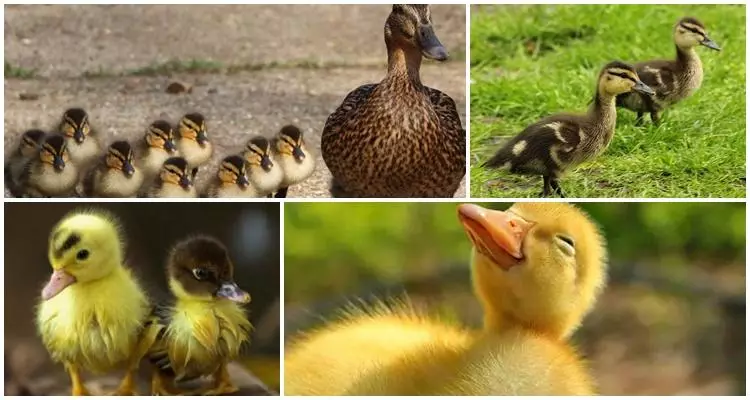 Ducklings Ducklings.