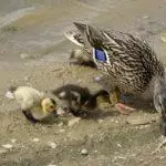 Napa Ducklings Duck: Alasan lan cara nyimpen tinimbang nambani ing omah 3108_13