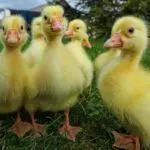Por que Die Ducklings: razóns e como salvar que tratar na casa 3108_14