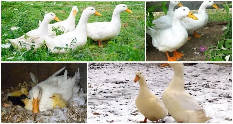 အဖြူ Ducklings