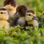 Napa Ducklings Duck: Alasan lan cara nyimpen tinimbang nambani ing omah 3108_3
