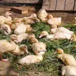 Zašto umrijeti patke: razlozi i kako uštedjeti nego liječiti kod kuće 3108_4