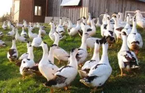 چند سال می تواند اردک ها در طبیعت و خانه وجود داشته باشد