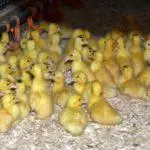 Çima ducklings dimirin: Sedem û meriv çawa hilanînê ji bo dermankirina li malê 3108_7