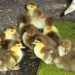 چرا جوجه اردک ها: دلایل و نحوه صرفه جویی در مورد درمان در خانه 3108_8