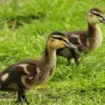 Napa Ducklings Duck: Alasan lan cara nyimpen tinimbang nambani ing omah 3108_9