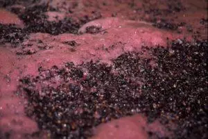 Les 5 millors maneres d'aturar la fermentació del vi a casa