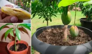 Comment faire pousser un os de mangue dans le sol ouvert et la serre à la maison, des installations de plantation et de soin
