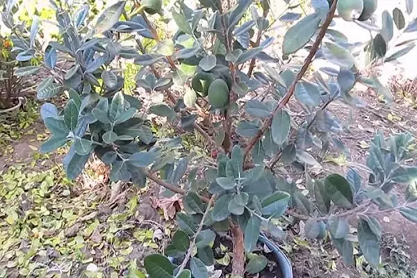Pruning and pita